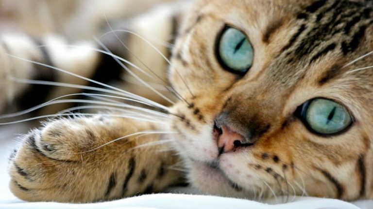 Los BIGOTES de los GATOS [Utilidad e Importancia] – Cuidar Gatitos ...