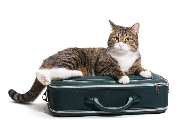 Organiza las VACACIONES de tus sueños CON TU MASCOTA - Cuidar Gatitos ...