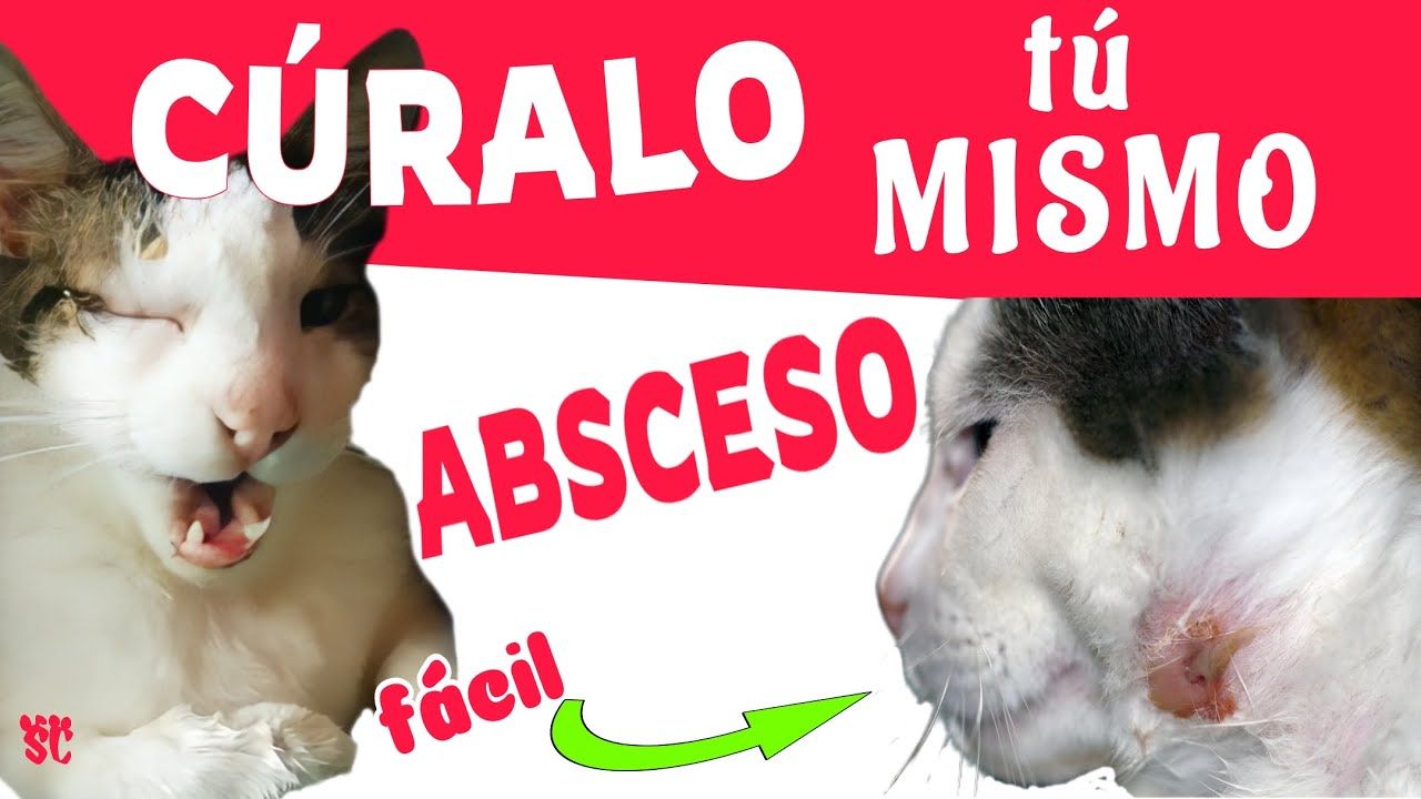 Absceso doloroso en gatos 🐱 Causas, síntomas y tratamiento efectivo ...